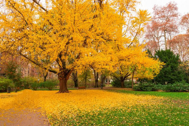 Ginkgo Baum Bedeutung