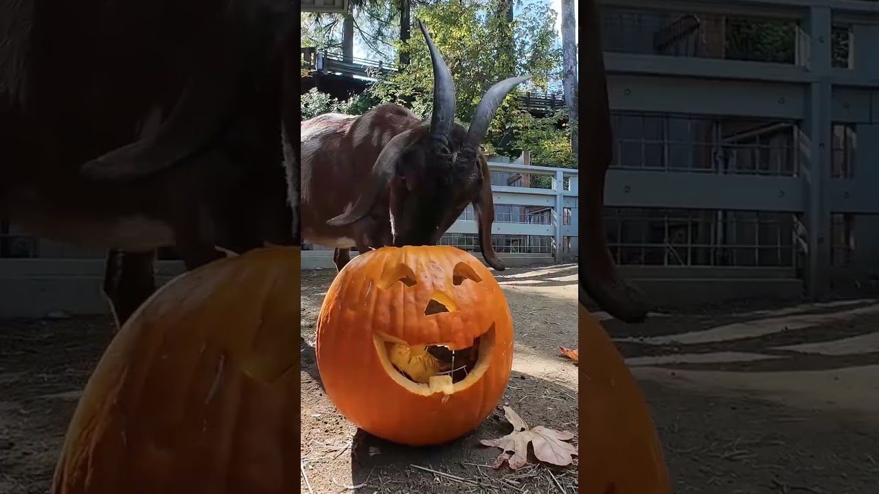 Celebrate Halloween with a pumpkin for each animal