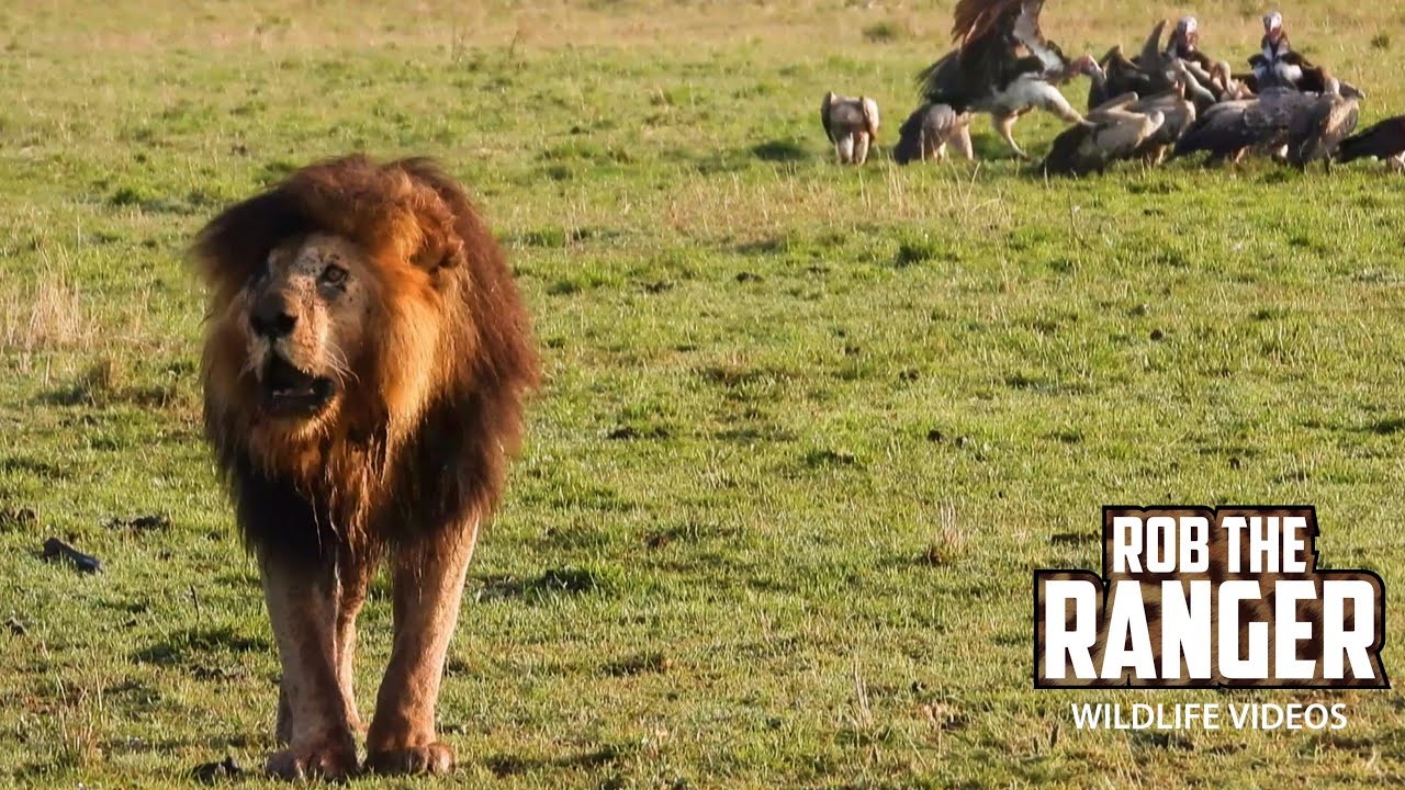 Famous lion Scarface roars and struts across Mara plains