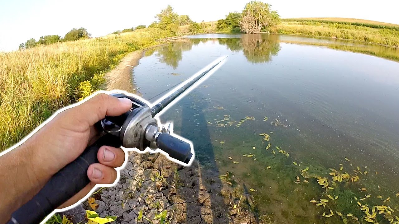 Giant catch lands in hidden pond during weekend fishing