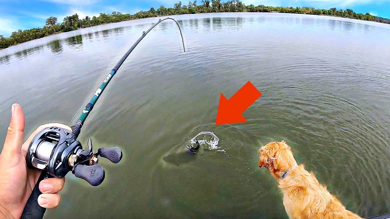 Hooked into unexpected big fish during fall bass trip