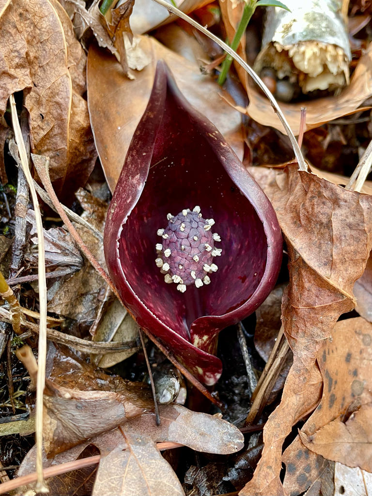 The first bloom of the year is here, even if it’s buried in snow