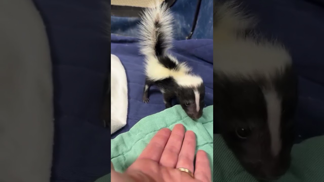 Baby skunk Marshmallow practices the toughest skunk scoots