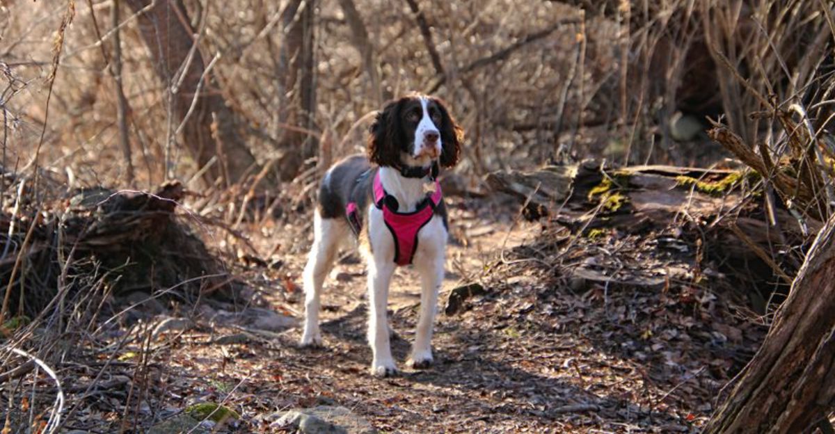 My dog won't come back panic posts – 11 breeds people say can't resist ...