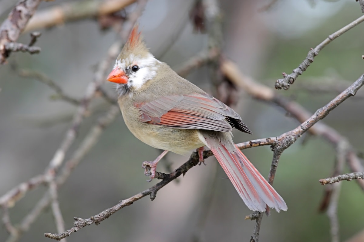 Rare leucistic female cardinal spotted in New York: A unique color ...