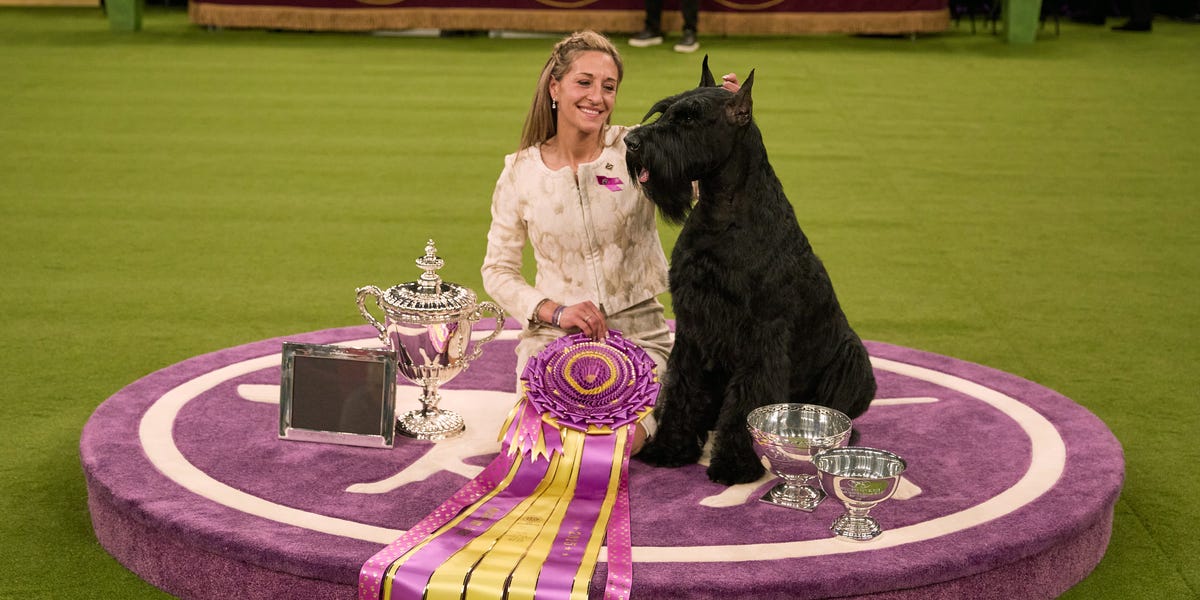 The Westminster Dog Show celebrates its 150th anniversary this year