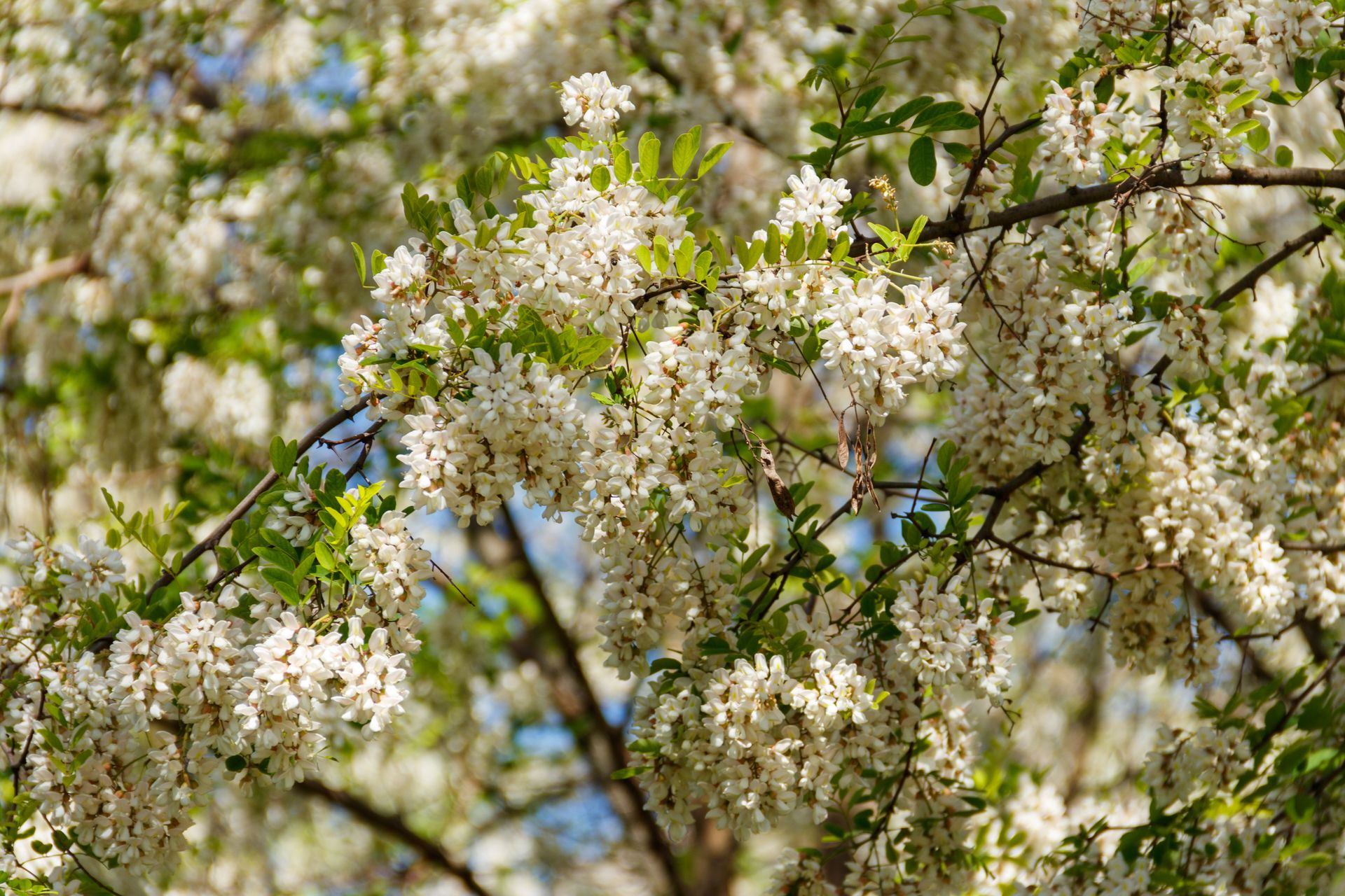 Rośnie w całej Polsce. Lepiej nie mieć jej w ogrodzie