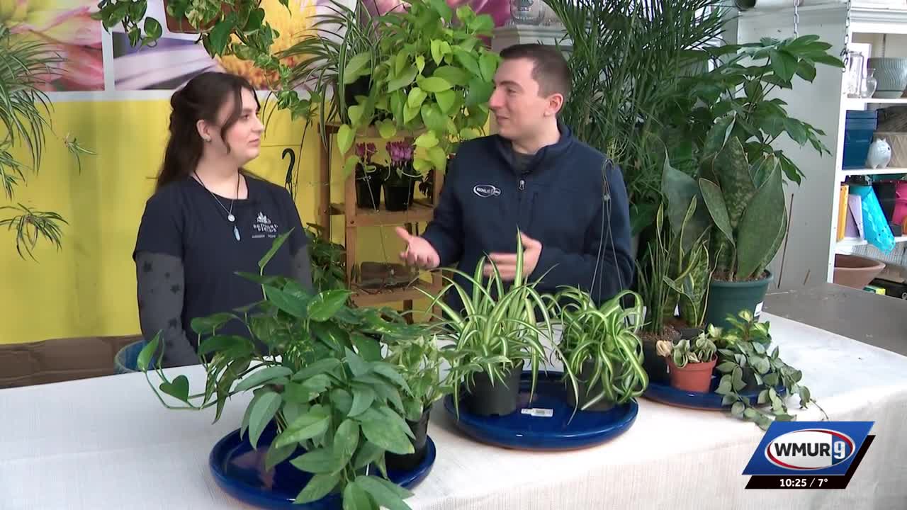 Grow it green: Easy-care house plants