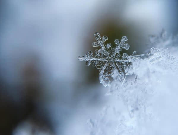 Big freeze in Florida: Falling iguanas, shivering oranges, and the ...