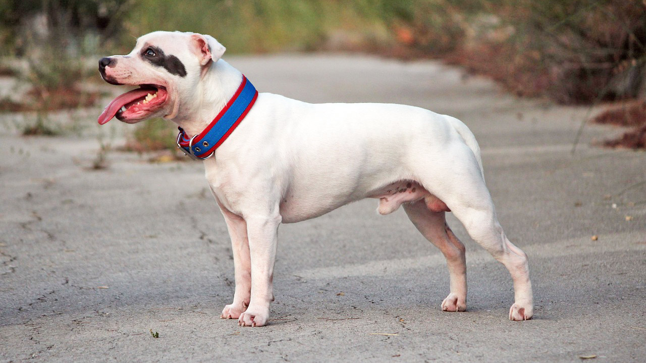 15 dog breeds that get blamed for bites when owners are the real problem