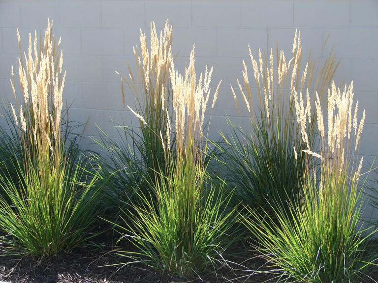 How to plant and grow feather reed grass