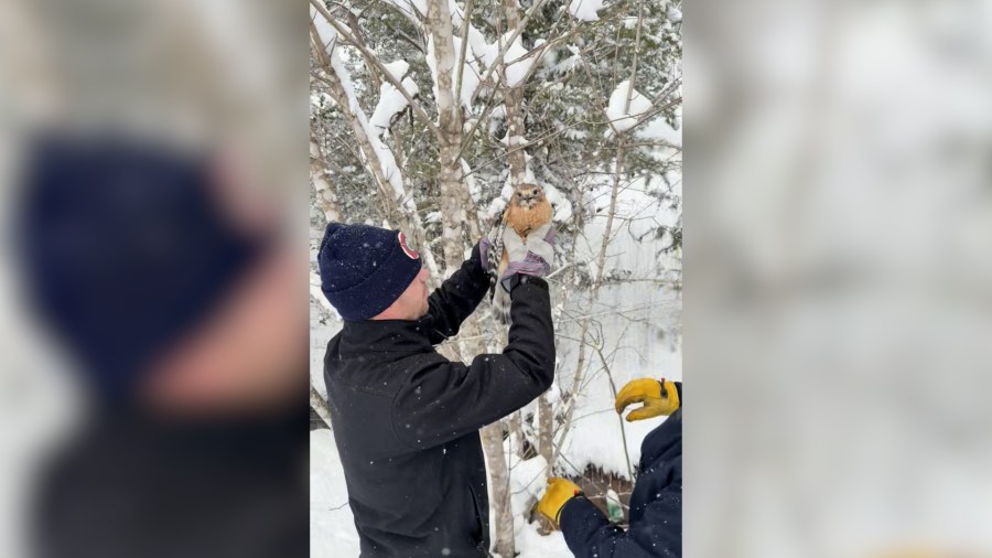 Video: Fire and rescue team saves hawk trapped in fence in Cosby
