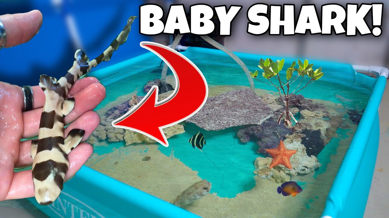 Transferring my baby shark into mini saltwater pond!