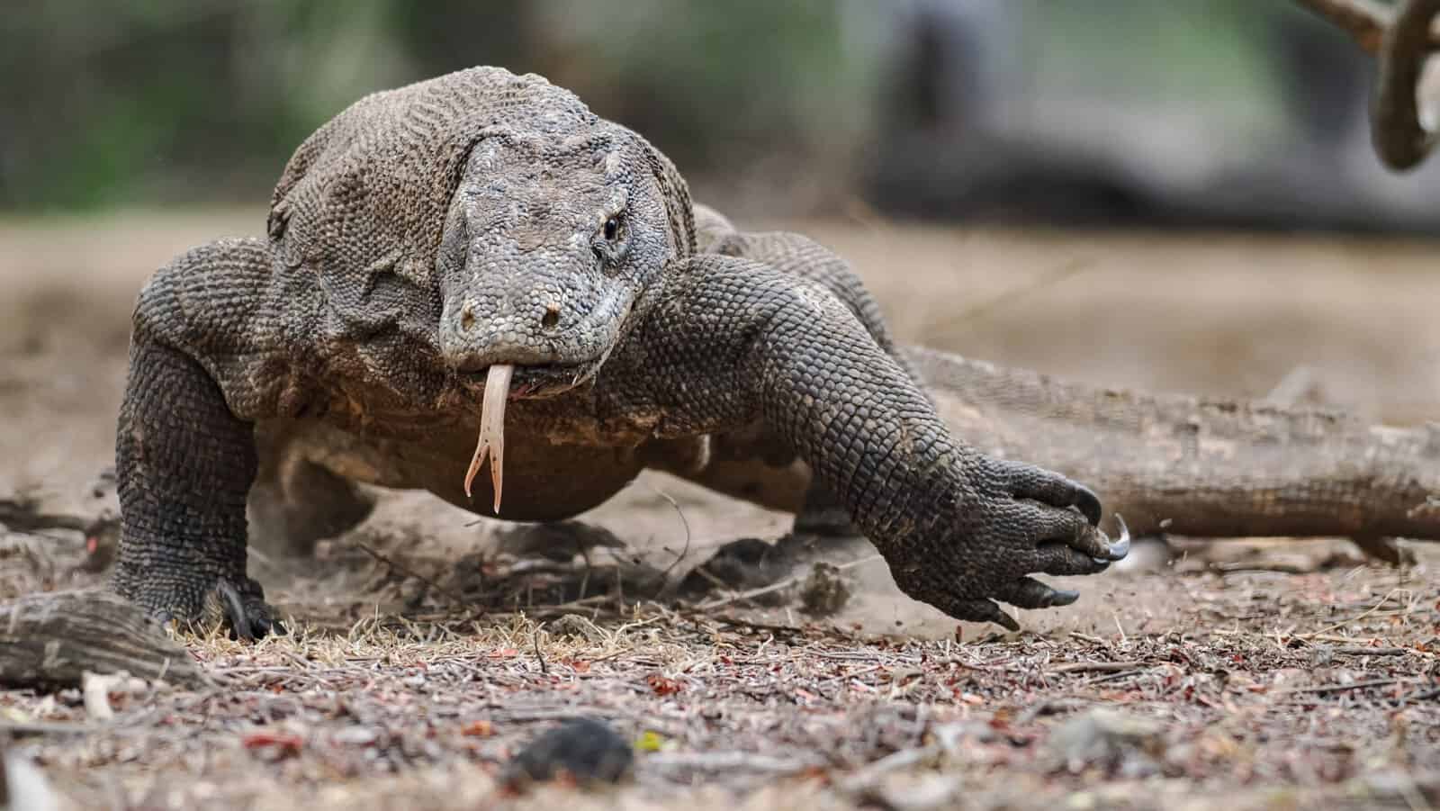 8 animals that can reproduce without a mate