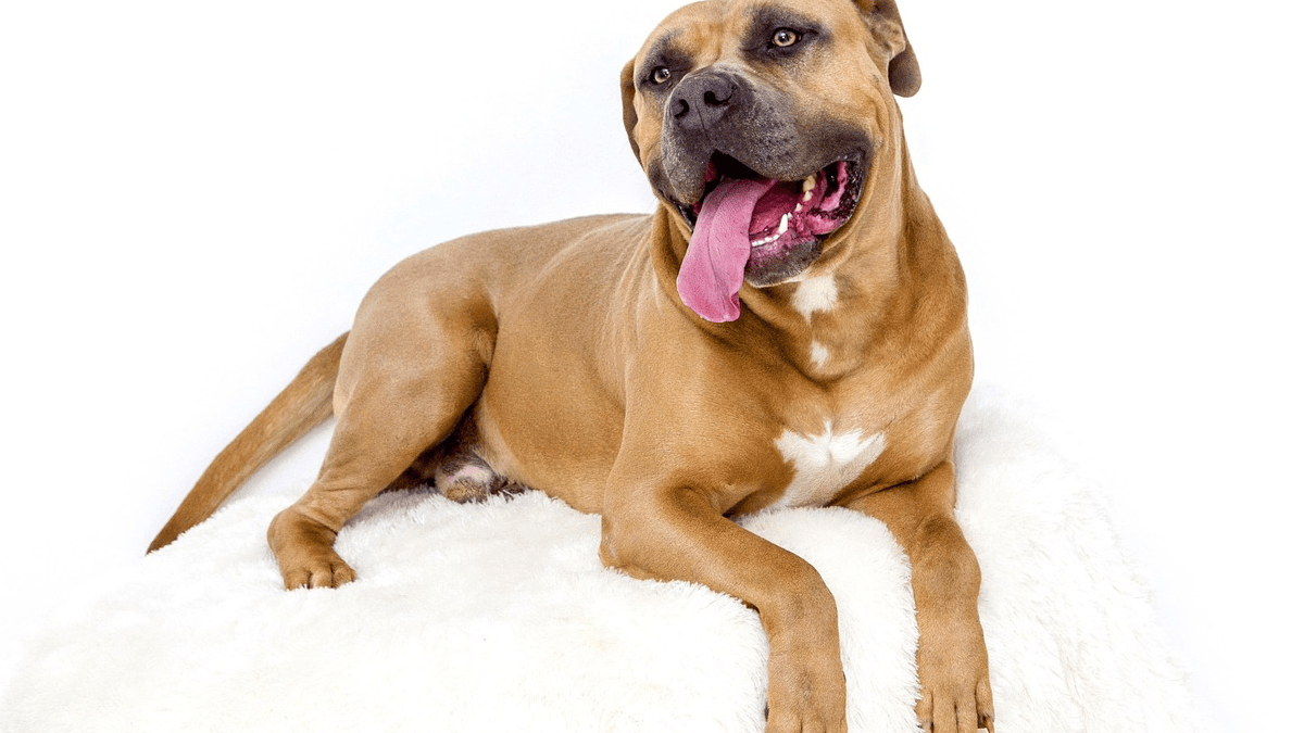 Daily signs that show what your dog is really trying to tell you