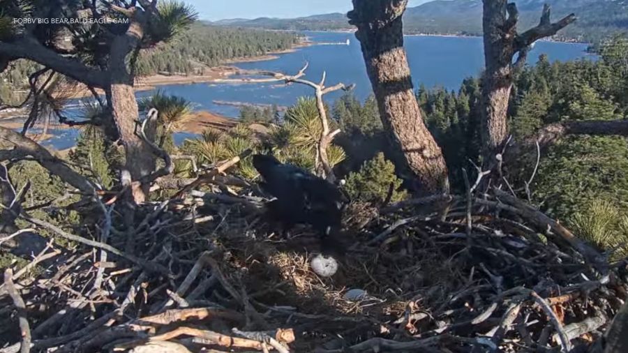 Big Bear bald eagle nest attacked by raven, eggs destroyed