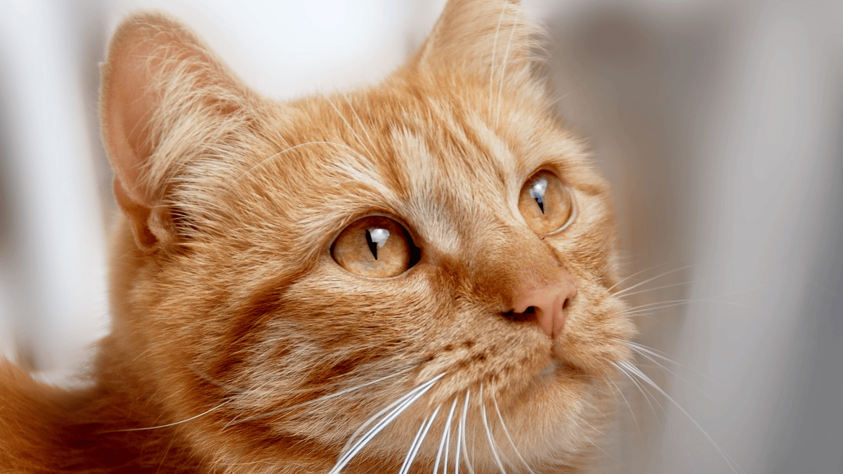 Veterinarians warn: 8 signs your cat will reject another cat