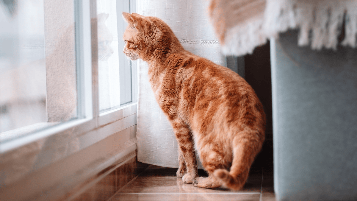Your cat knows that its life is ending, and that's why it's exhibiting ...