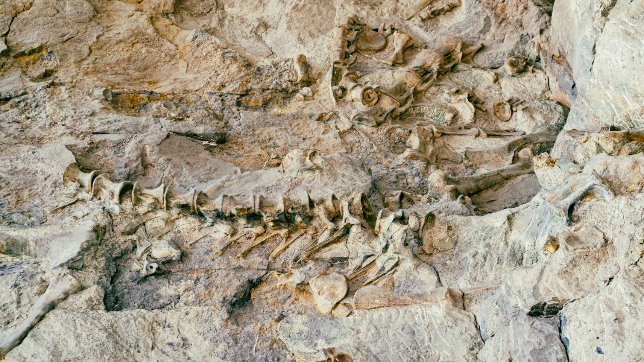 Scientists stunned as record-breaking dinosaur may rival giant ...