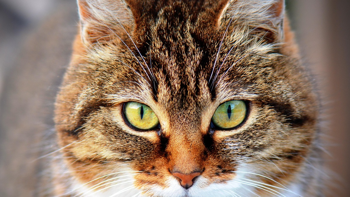 8 reasons why cats hate being touched (even though they love you)