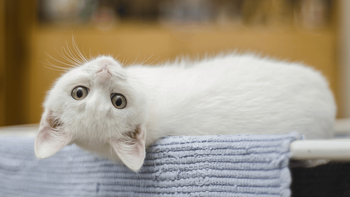 10 strange cat behaviors that are actually signs of love (the last one ...