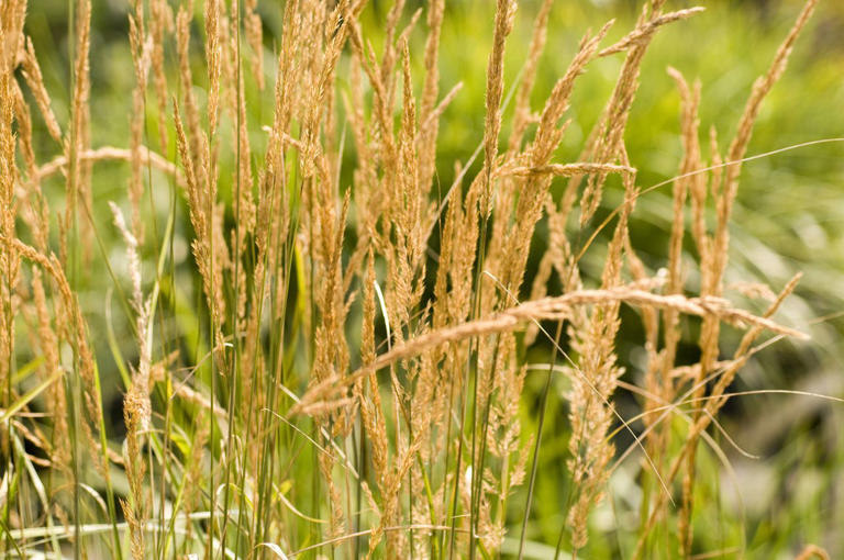 How to plant and grow feather reed grass