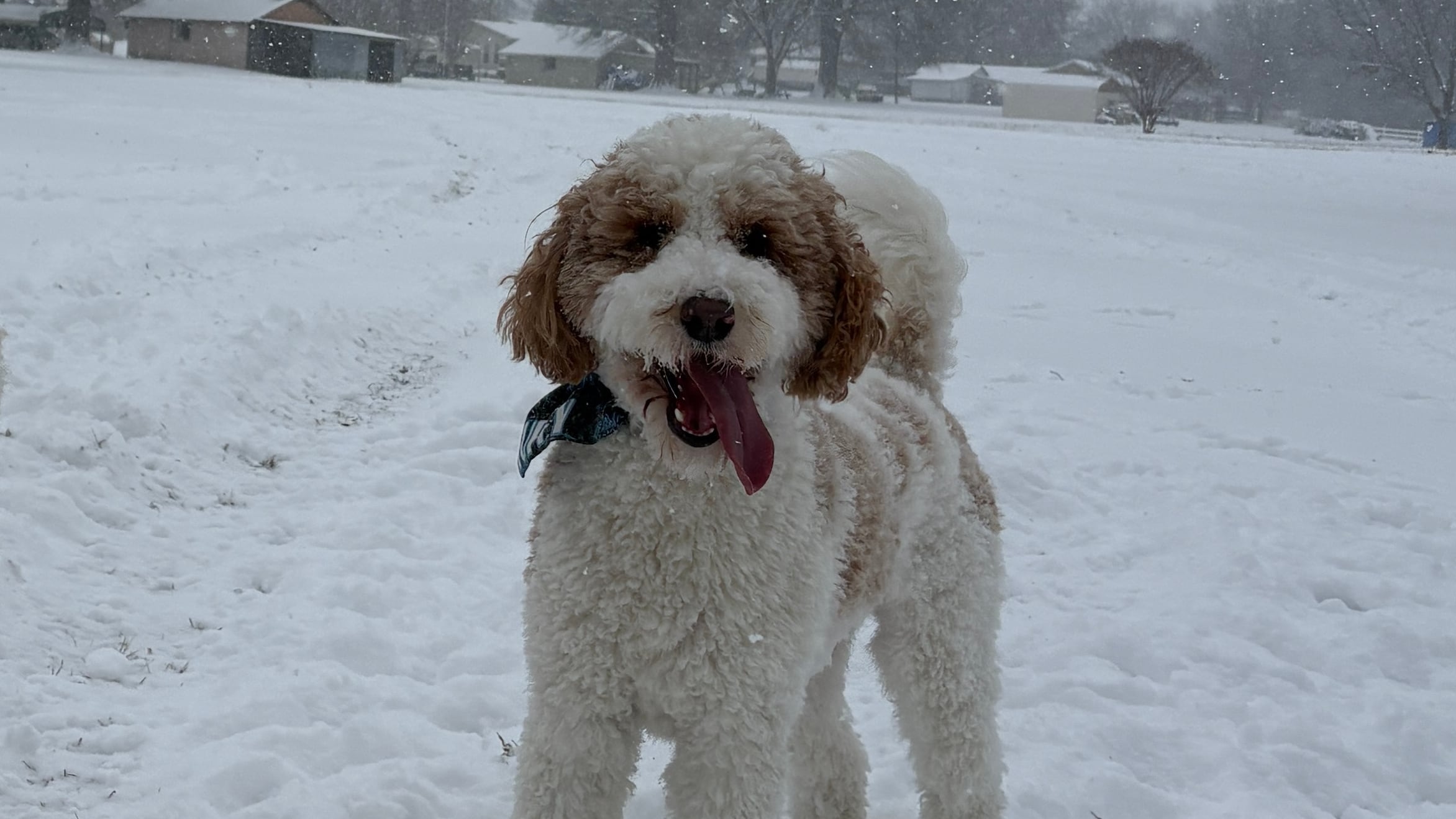 Photo gallery: Animals enjoy snow as Charlotte gets biggest total in years