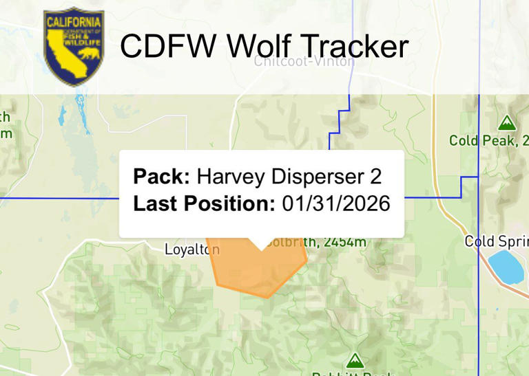 Wolf spotted near Loyalton, sheriff’s office said