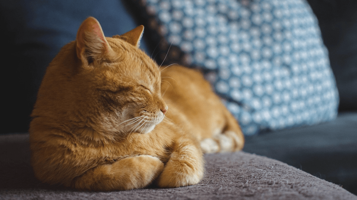 8 reasons why your cat chooses you over others