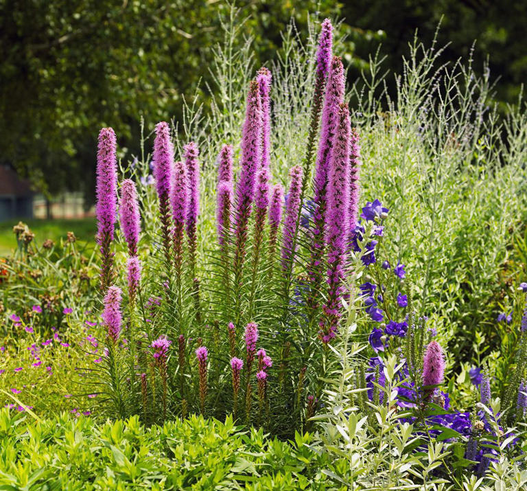 How to plant and grow feather reed grass
