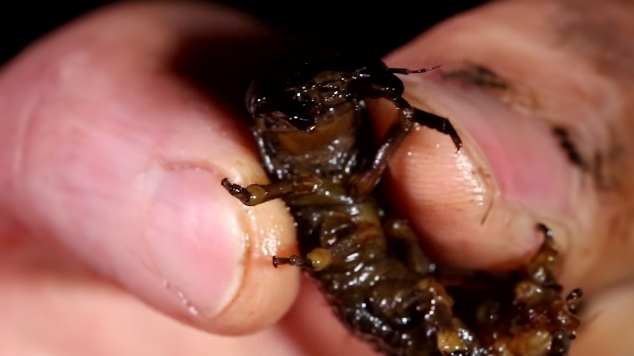 Meet the hellgrammite: Nature’s fierce insect