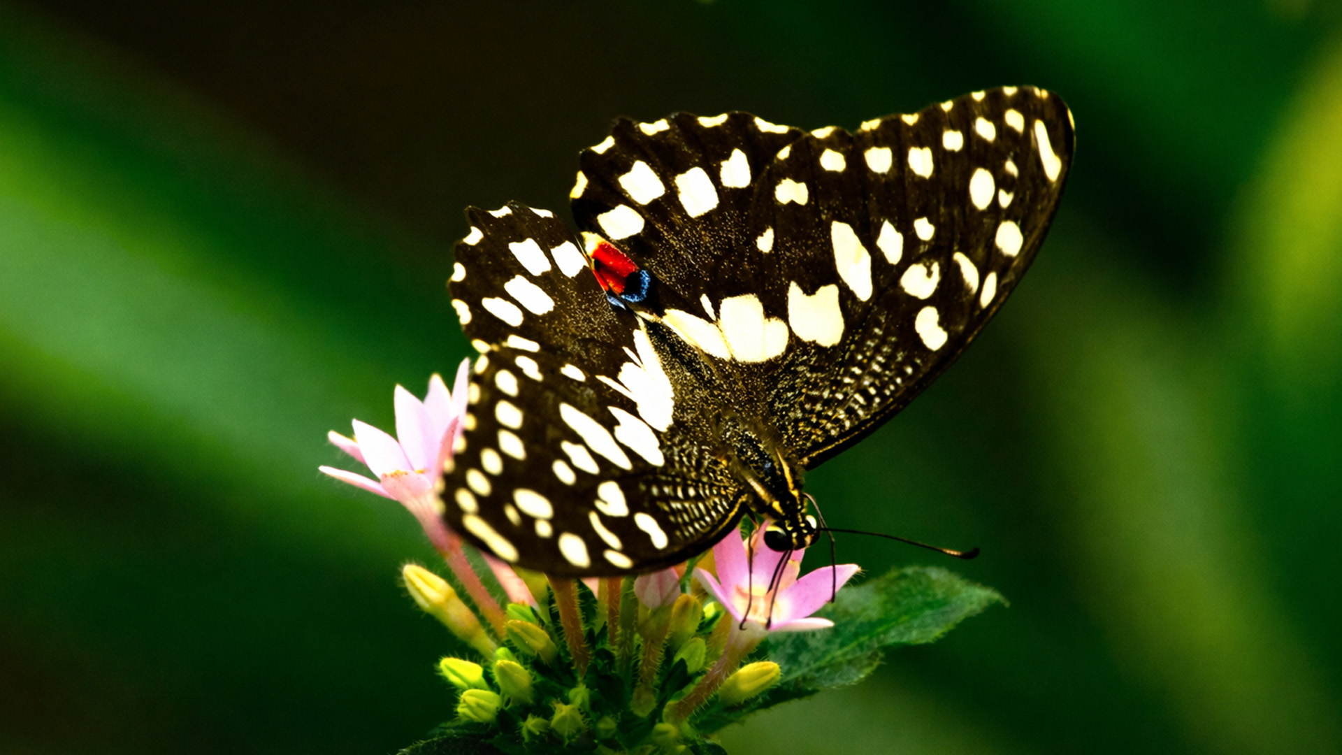 Observé a esta mariposa en plena acción