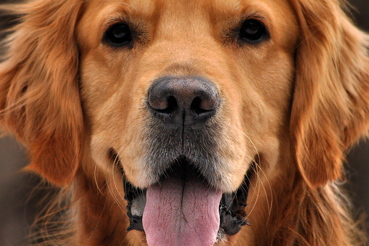 Golden retriever’s fridge-triggered judging stare is ruthless