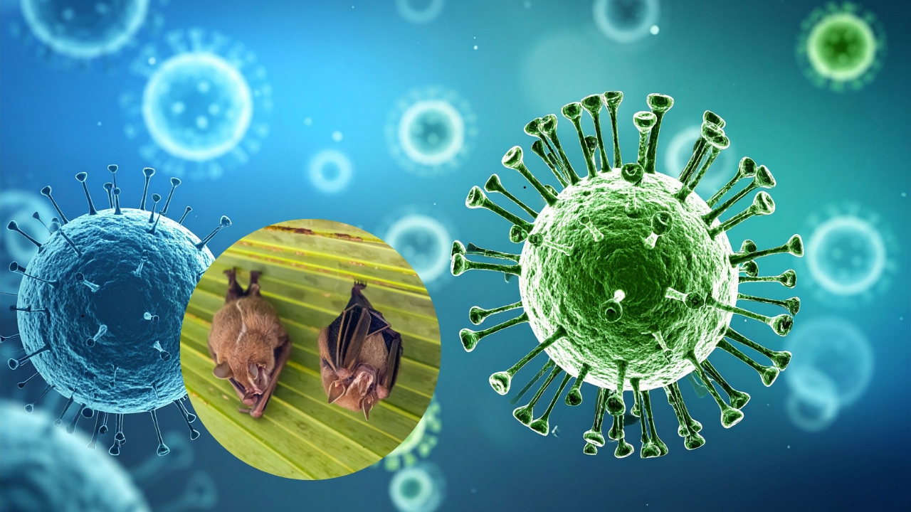 Nipah virus outbreak in India: One of two nurses discharged from hospital