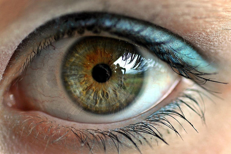 The sclera: The white of the eye and what it does