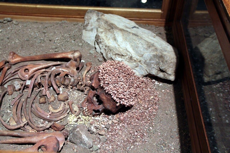 It's the oldest-ever evidence of a fatal bear attack