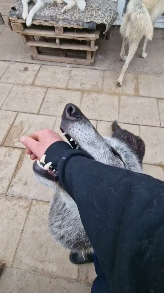 My wolfdog decides it is walk time for me