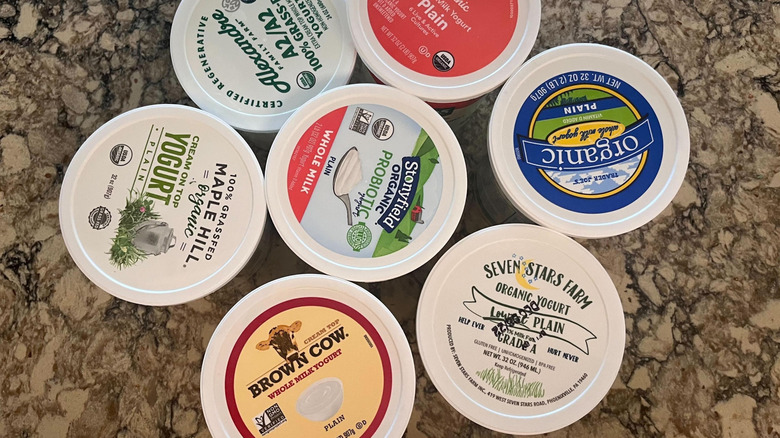 7 plain yogurts, taste tested and ranked from worst to best