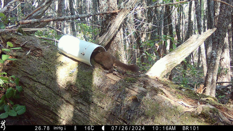 Coastal martens found in Northern California forests, study reveals