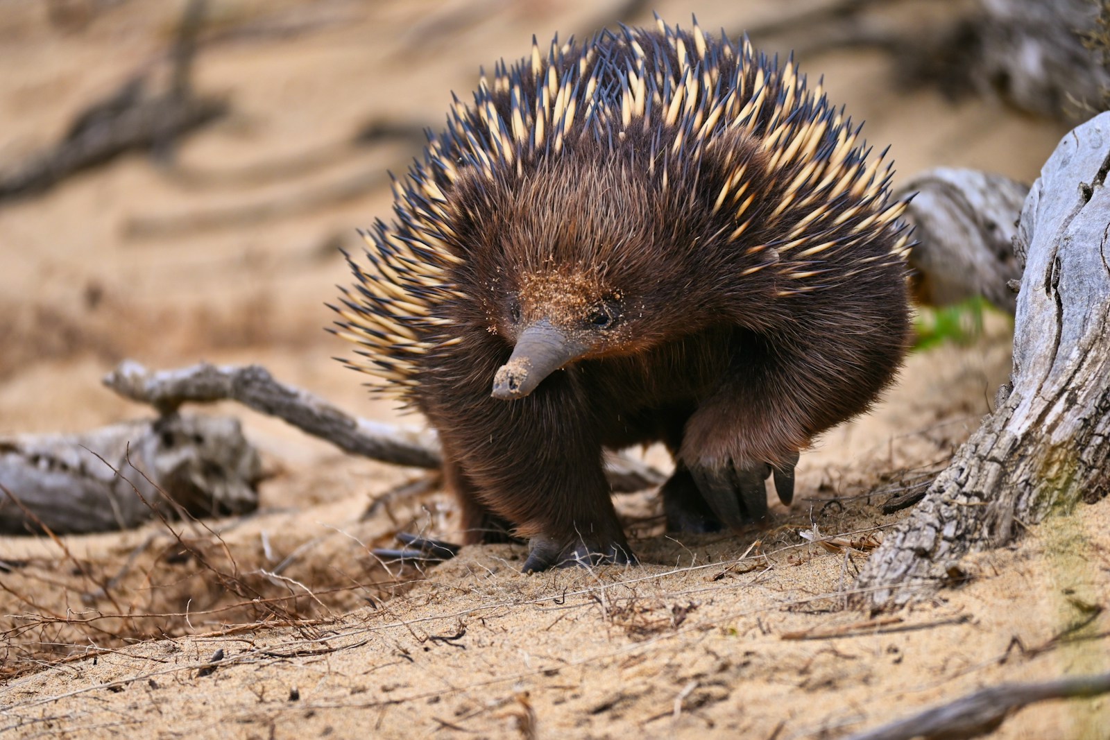 Why the echidna has one of the weirdest anatomies on Earth
