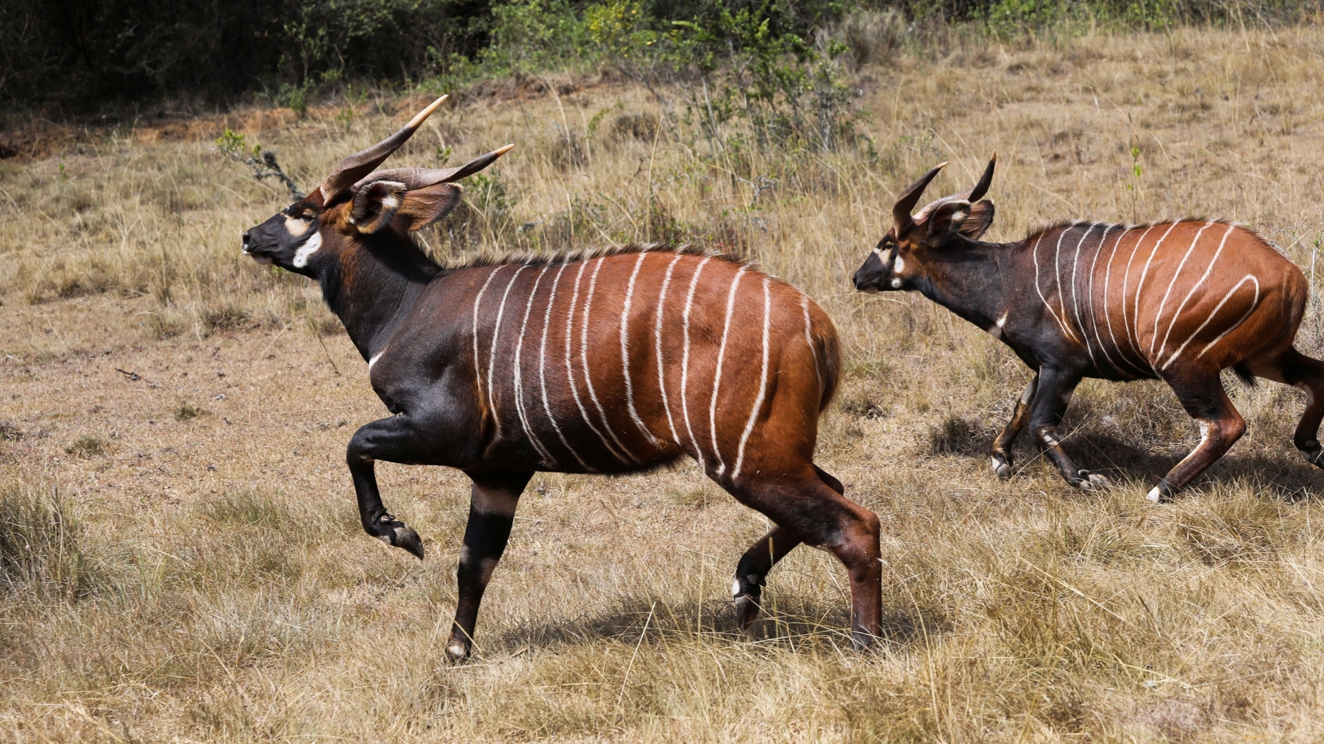 Critically endangered antelopes: Kenya’s elusive mountain bongos evade ...