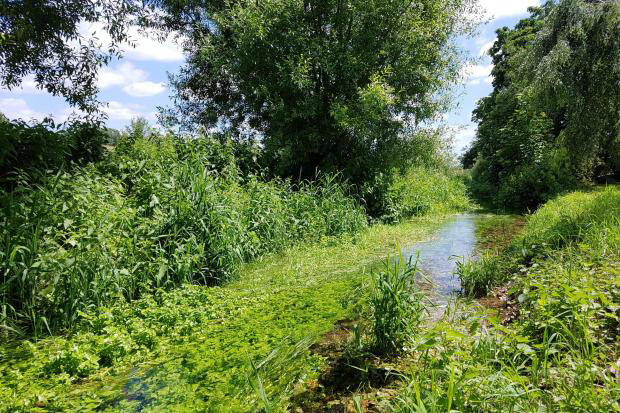 Hampshire and Isle of Wight Wildlife Trust: Seasonal streams in full flow