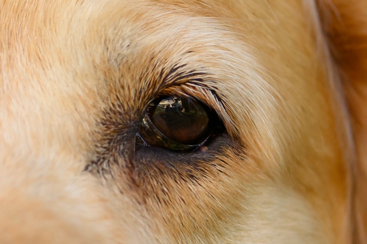 13-year-old golden retriever has an outlined, heart-shaped 'sugar face ...