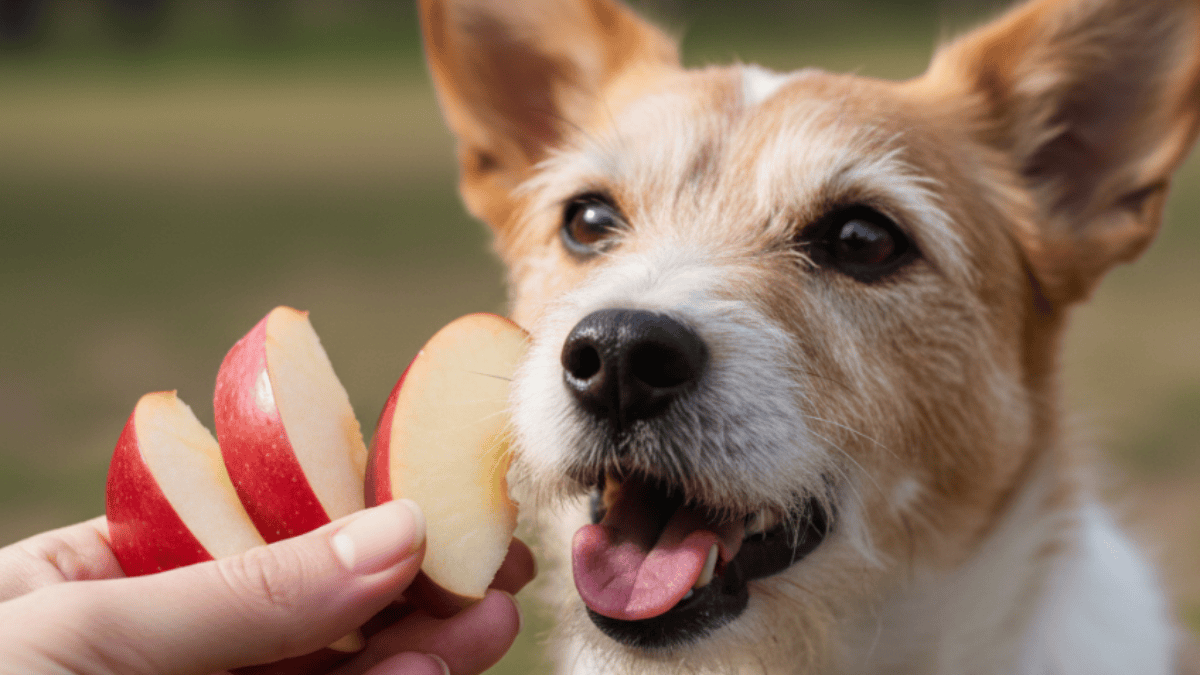 Sharing is caring: 10 human foods your dog can safely enjoy as a treat