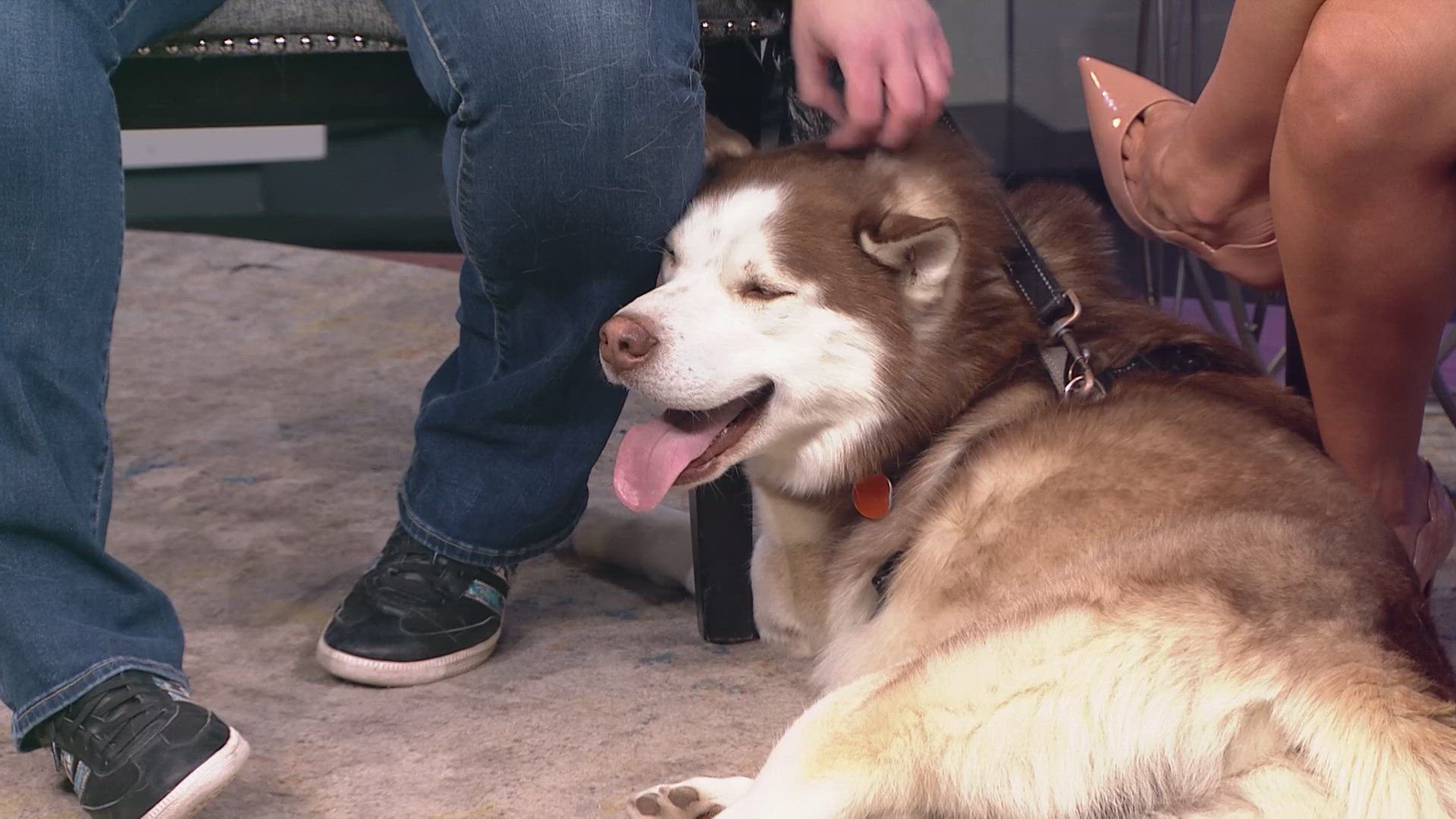 Meet Mousetrap the dog!