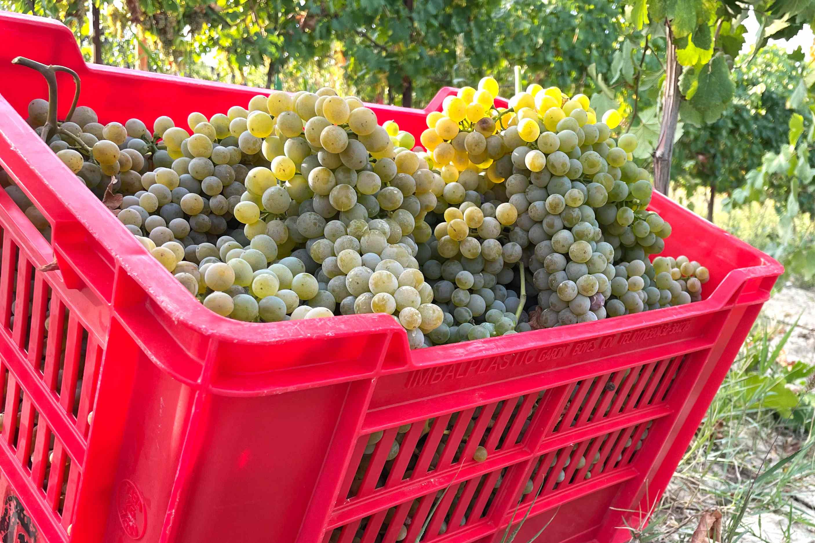 Why Roero is Piedmont’s most underrated wine region