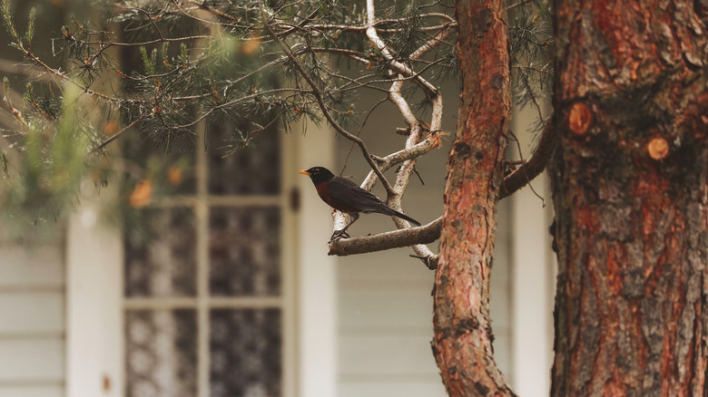 Turn This Kitchen Staple Into A Feeder Birds Will Flock To