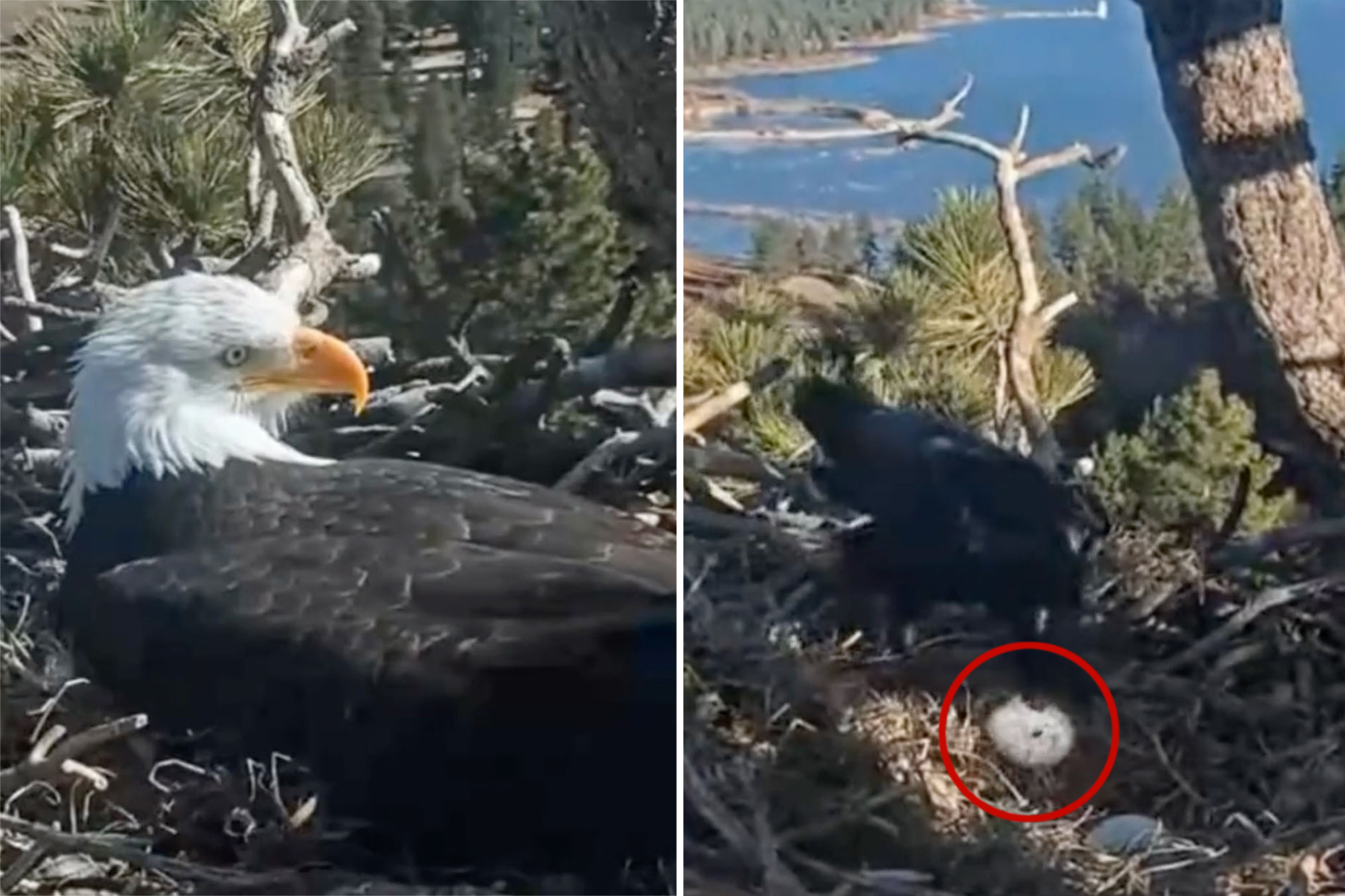 Heartbreaking moment famous bald eagle couple’s nest attacked after ...
