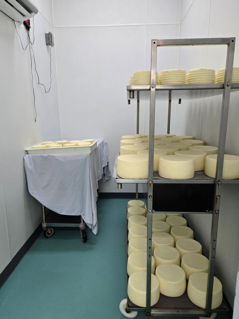 How Oklahoma’s Amish cheese is still made the slow way, with hand ...
