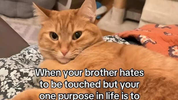 Pet cat can't stop annoying her brother, hilarious video goes viral
